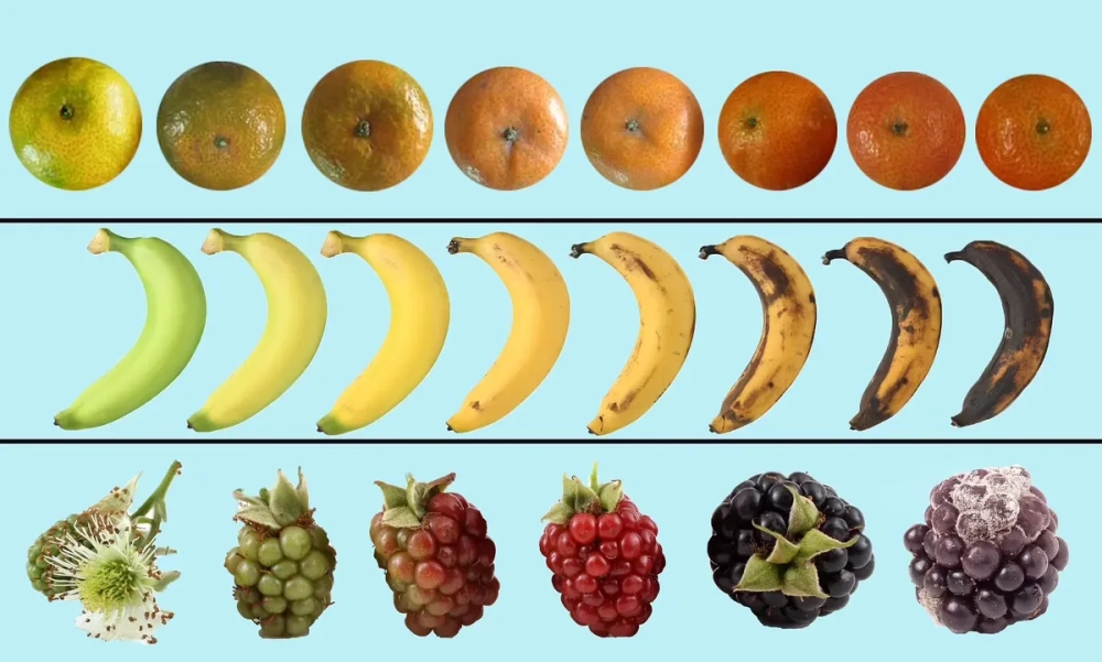 Mẹo dân gian nhận biết hoa quả chín tự nhiên chuẩn nhất